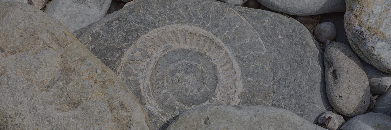 A Beginner's Guide to Fossil Hunting | OS GetOutside