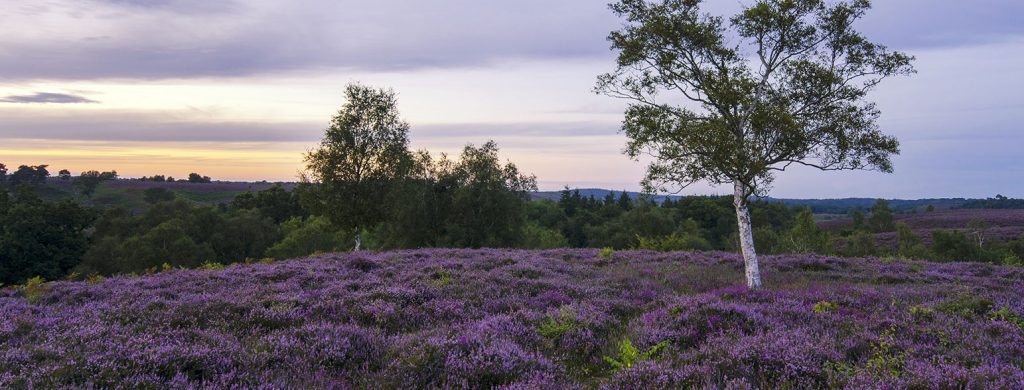 New Forest National Park - OS GetOutside