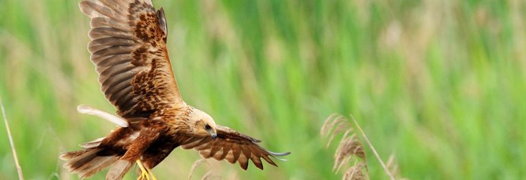 Guide to historic map symbols | OS GetOutside