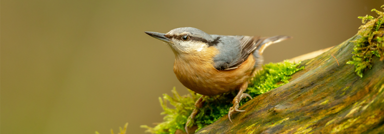Common UK bird species | OS GetOutside