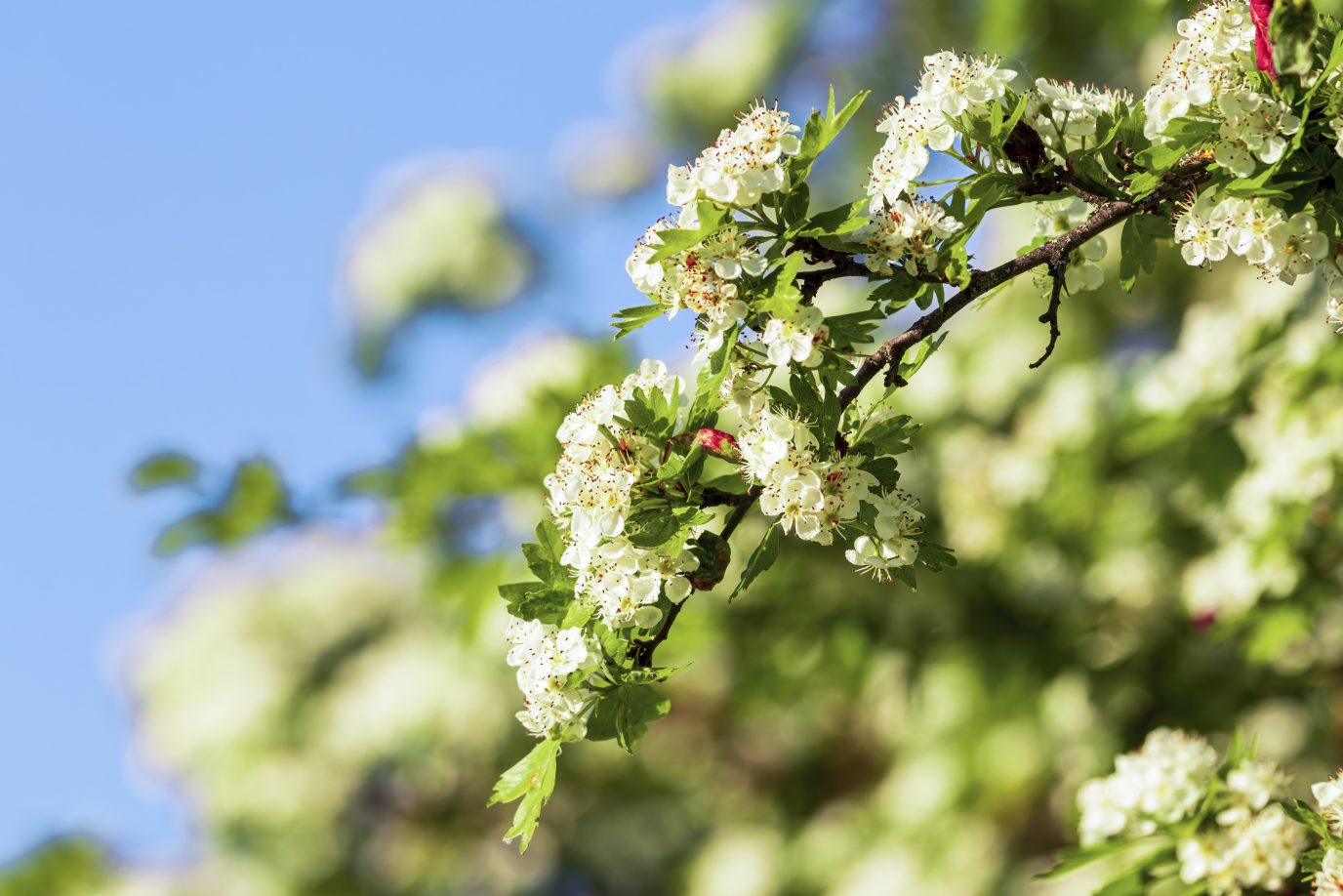 British Wildflowers to Spot on Your Next Countryside Walk - OS GetOutside