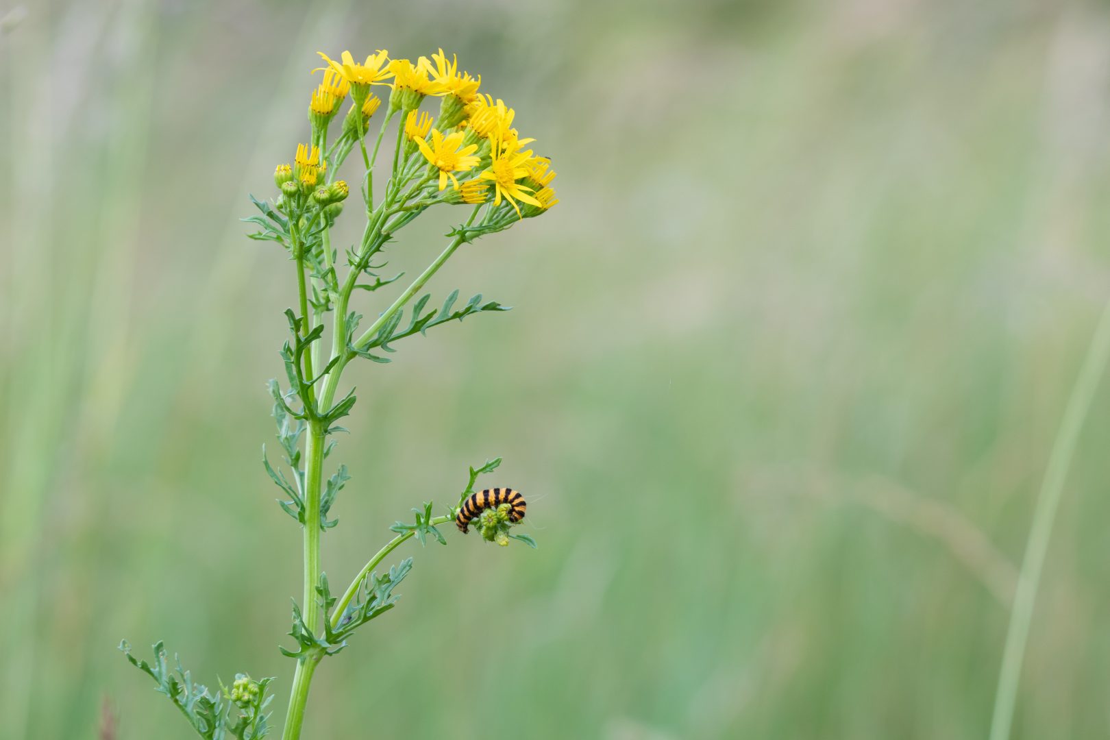British Wildflowers to Spot on Your Next Countryside Walk - OS GetOutside