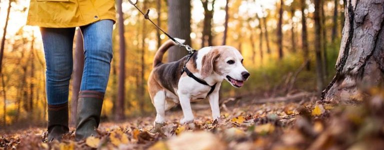 How to Use a Compass: A Step-by-Step Guide | OS GetOutside