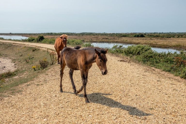 Walk the Solent Way: Hampshire’s Coastal Trail with Castles, Ferries ...